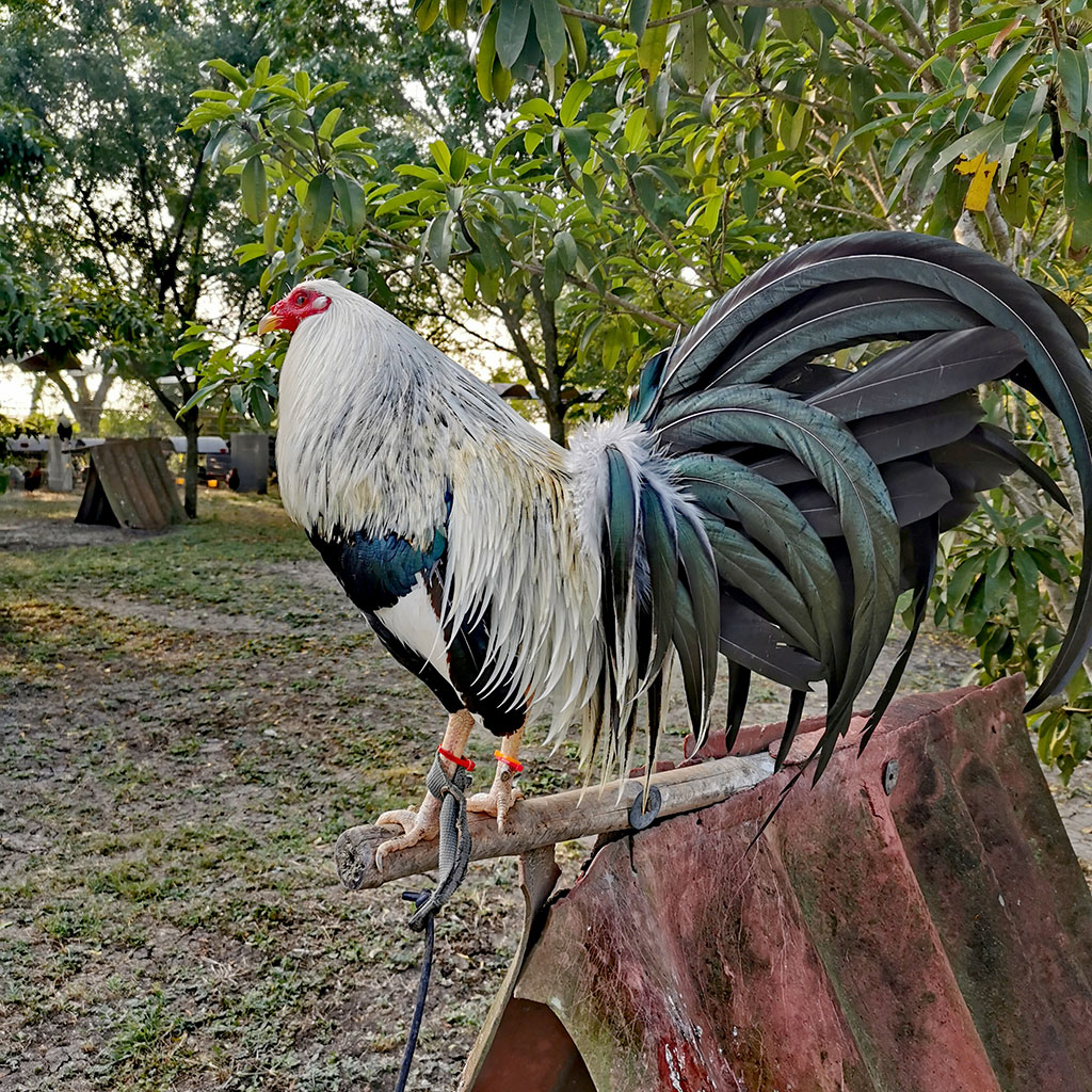 Chicayán – Criadero de Gallos